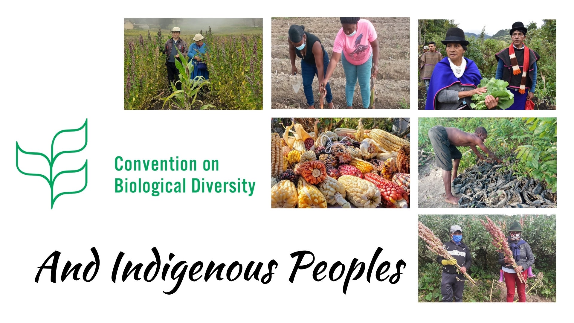 The Convention on Biological Diversity and Indigenous Peoples ...
