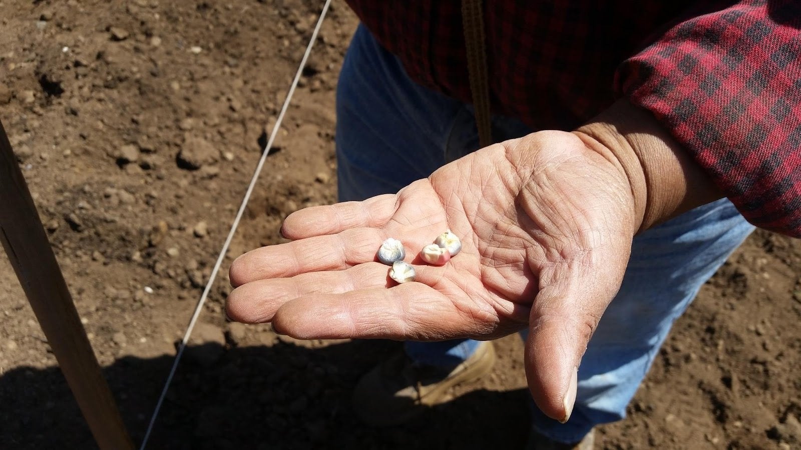 A Seed’s Journey Begins Before It Is Planted into the Soil: A Story of ...