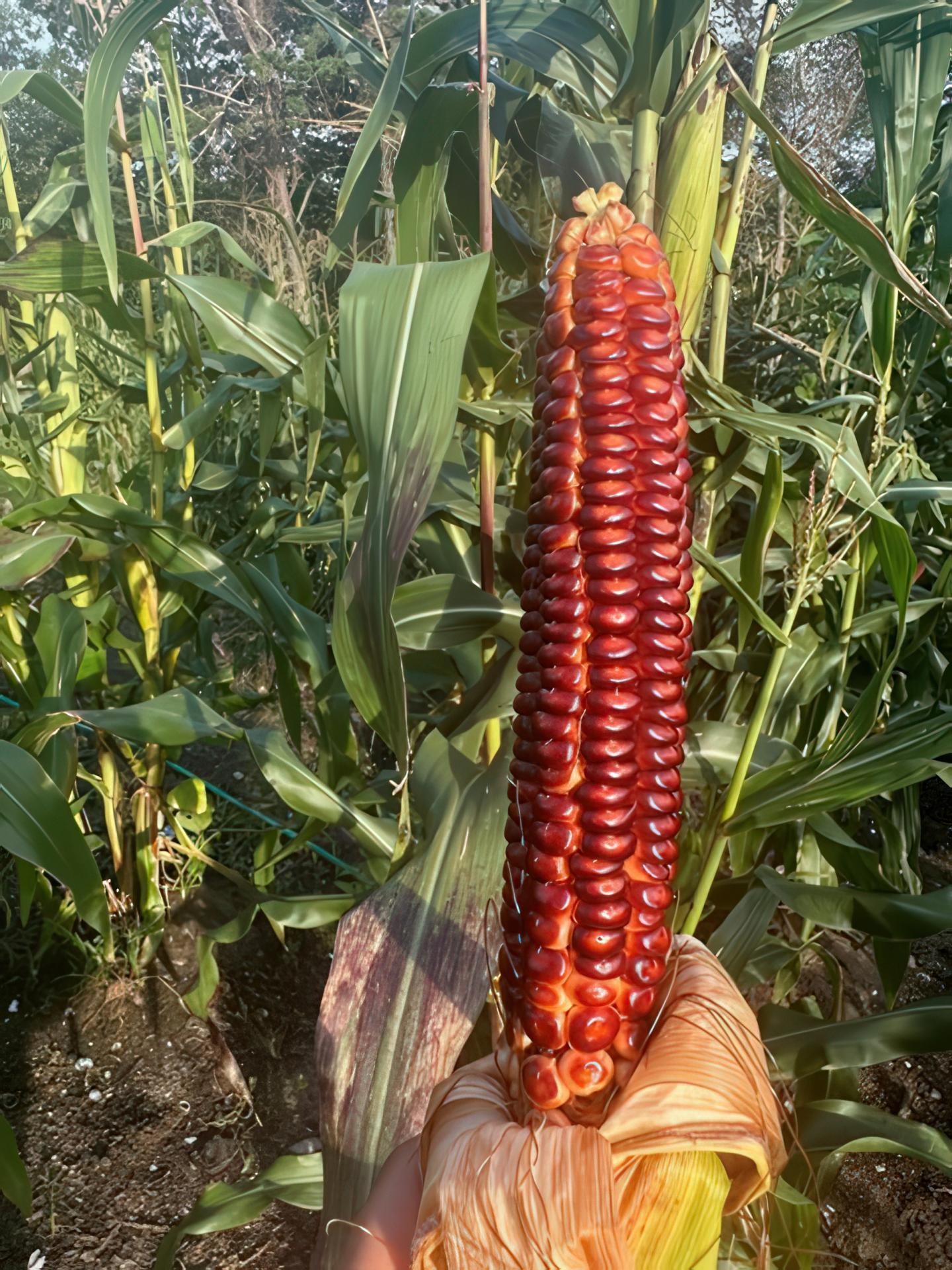 Corn Sister Circle: Honoring Our Ancestors, Grounded on Our Ancestral ...